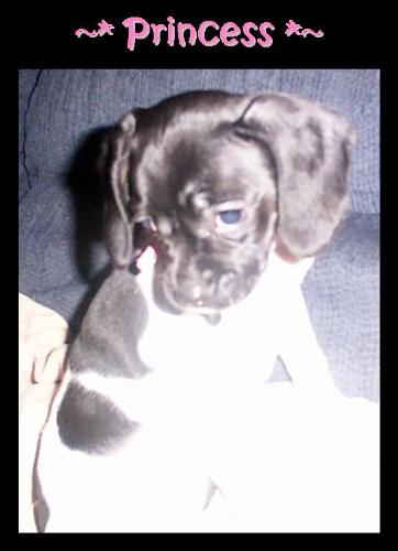 Princess my Jack Russell Terrier Cocker Spaniel Mi - Jack Russell ...