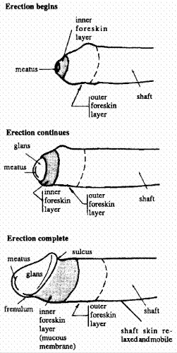 pennis 2 - pennis / myLot