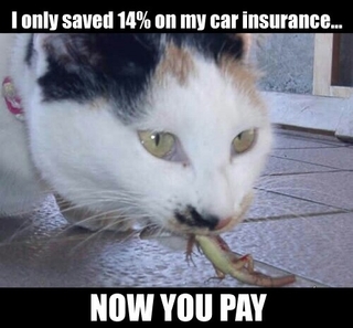 cat eating geico gecko iguana - Funny cat picture, cat eating lizard ...