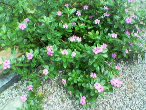 Vinca rosia - Vinca rosia is known as Shavam nari poovu in Malayalam ...