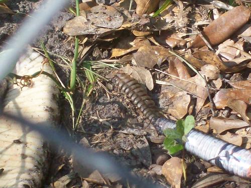 13 Rattles and a button. Timber rattler in my back yard...Oh MY... / myLot