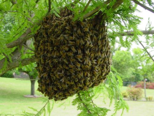 Have you ever hit a BEEHIVE? / myLot