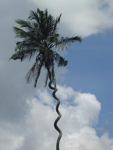 CONTEST #7...FOR WINNERS !!! FROM THE VAPE TREE WITH A SUBCONTEST ...