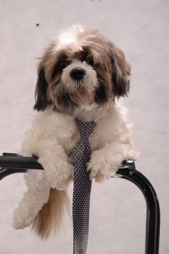 my cute litte baby :D - he's the first baby boy(dog) we had and we ...