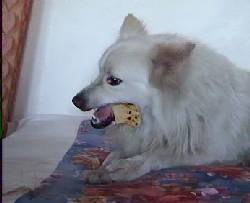 Would you like to make chapati for your dog and for others dog also / myLot