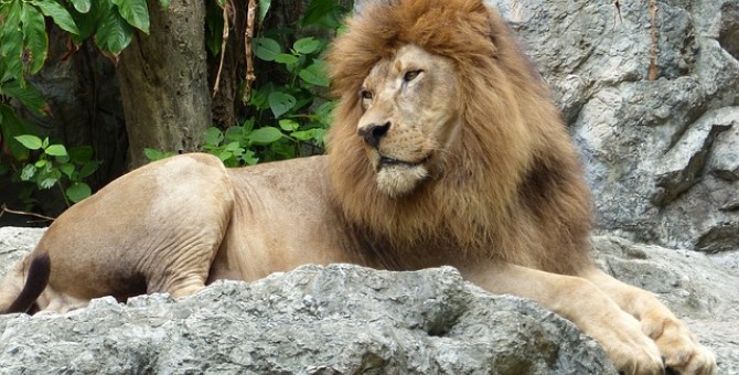 The Lion: An Introduction / myLot