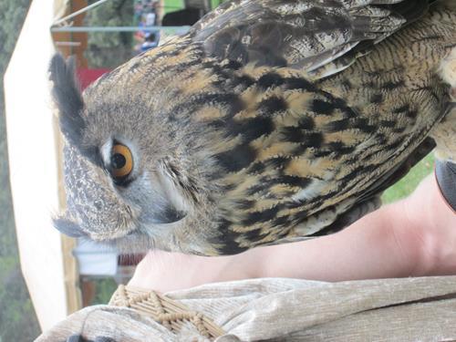 Sloths, Owls and cats oh my! / myLot