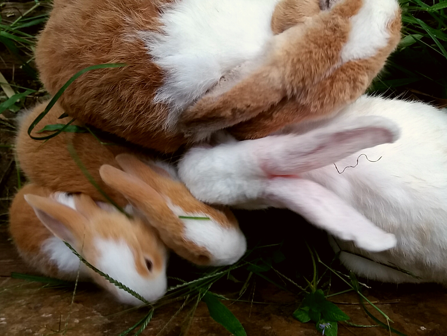 One Happy Rabbit Family / myLot