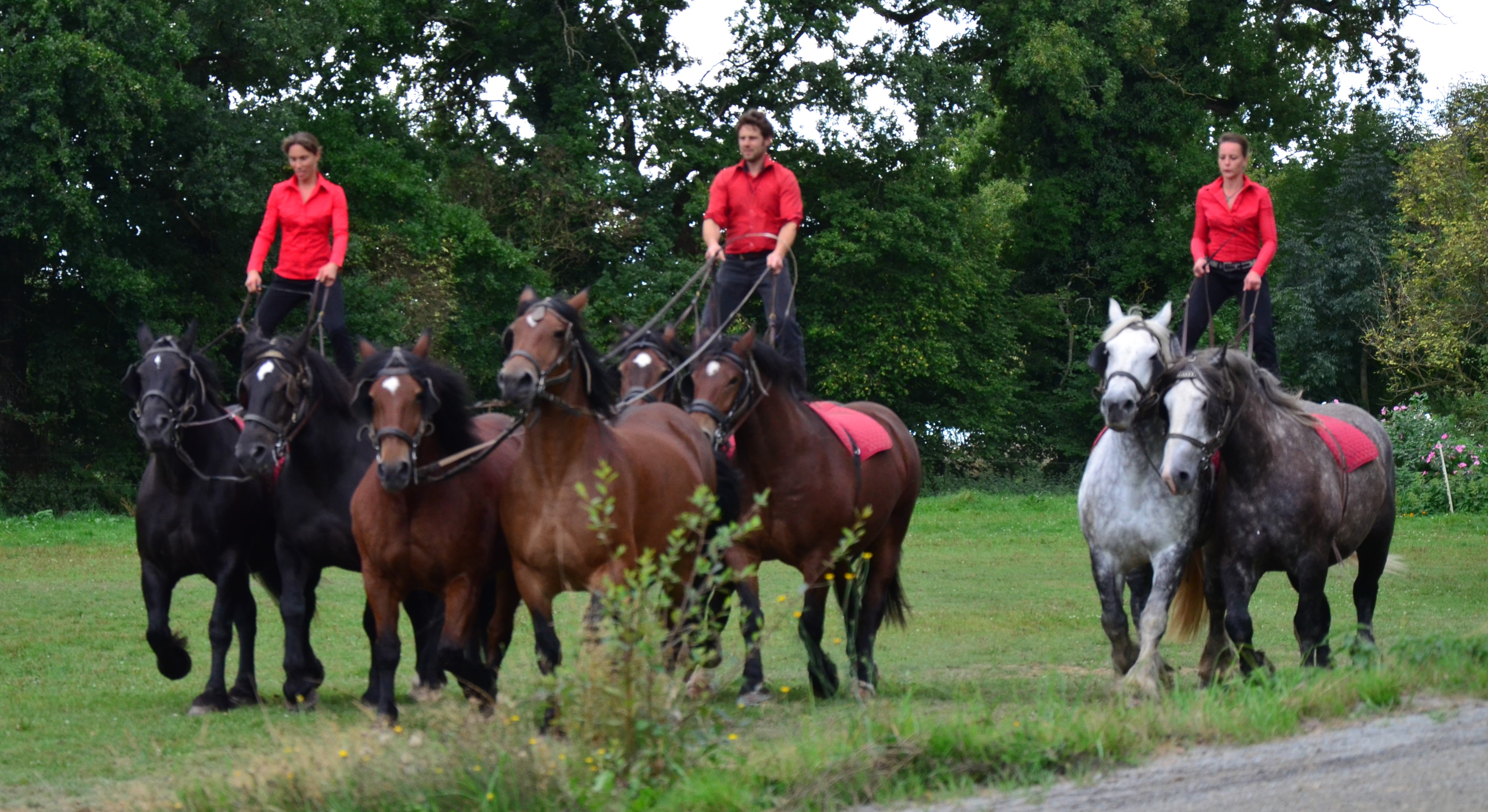 Percherons and Normandy Bays / myLot