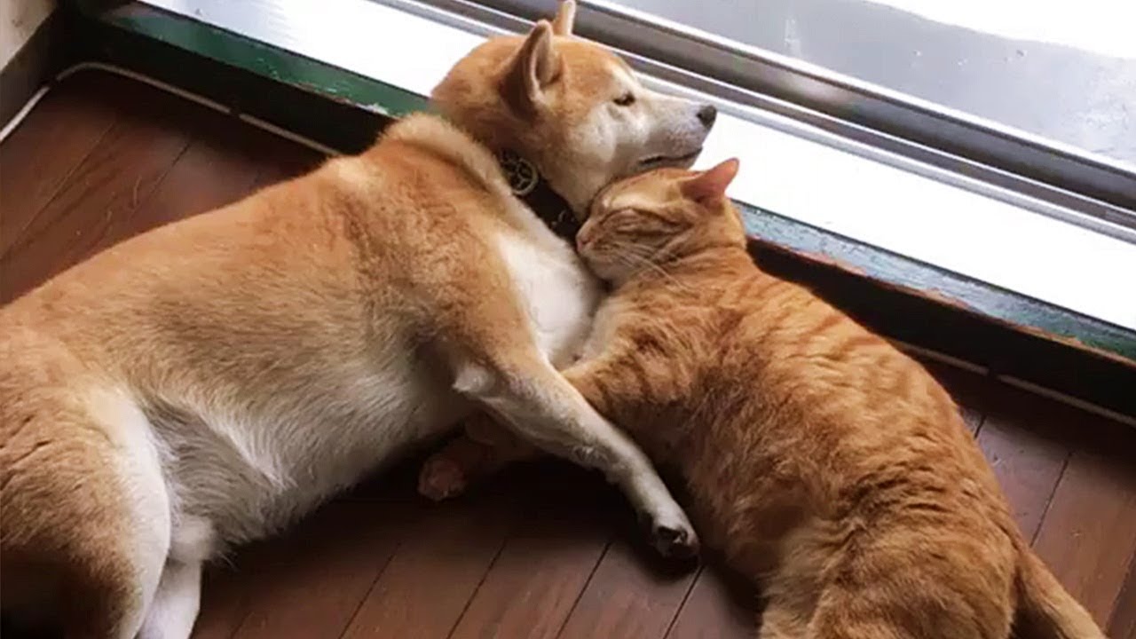 Regarding -- Animals Bonding with Other Types of Animals / myLot