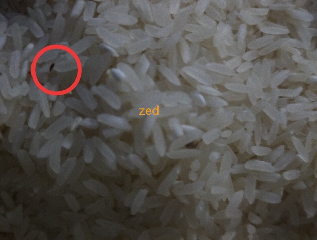 Rice Infested with Weevils / myLot