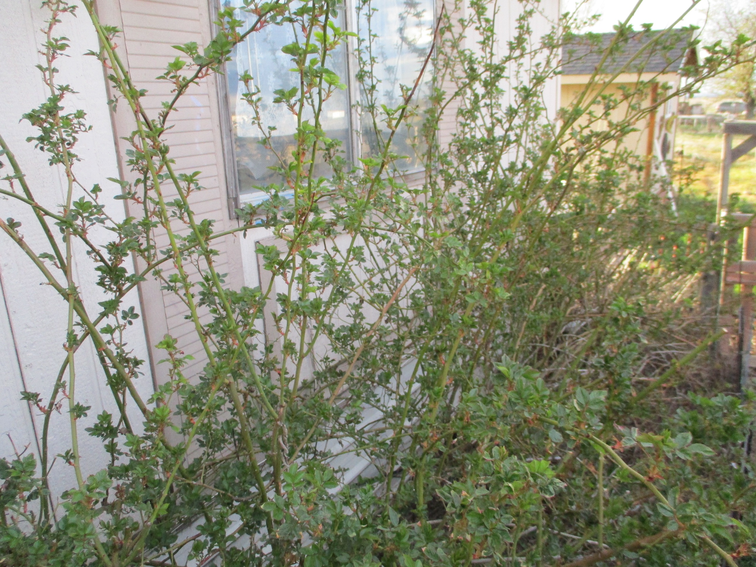 I pruned these a little / myLot