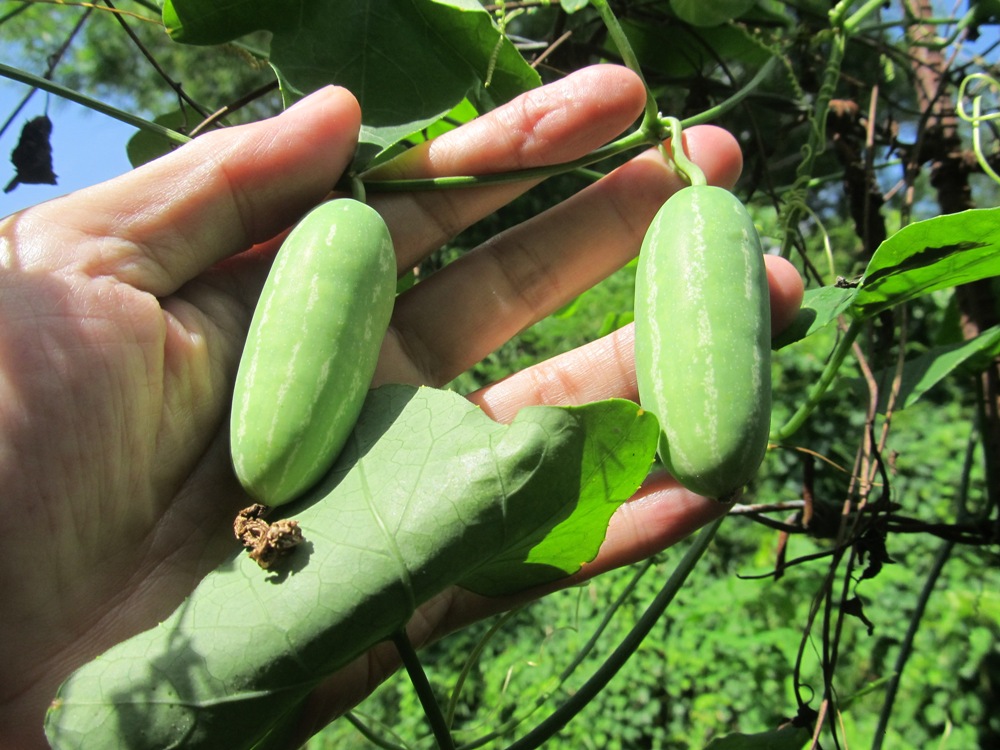 Wild cucumber on our fence / myLot