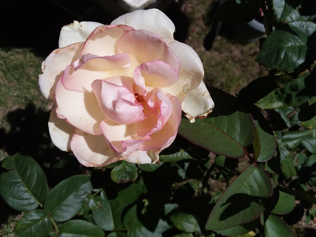 And with this Beautiful Rose, I Bid You Good Morning! / myLot