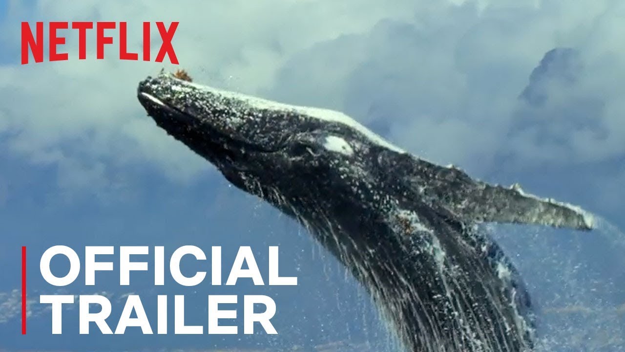 Netflix Documentary ~ Our Planet / myLot