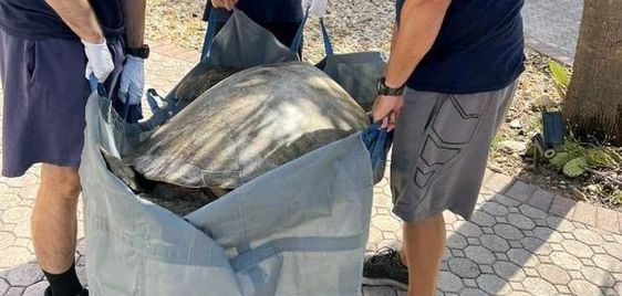 Firefighters in Florida rescue a huge sea turtle from the back porch of ...