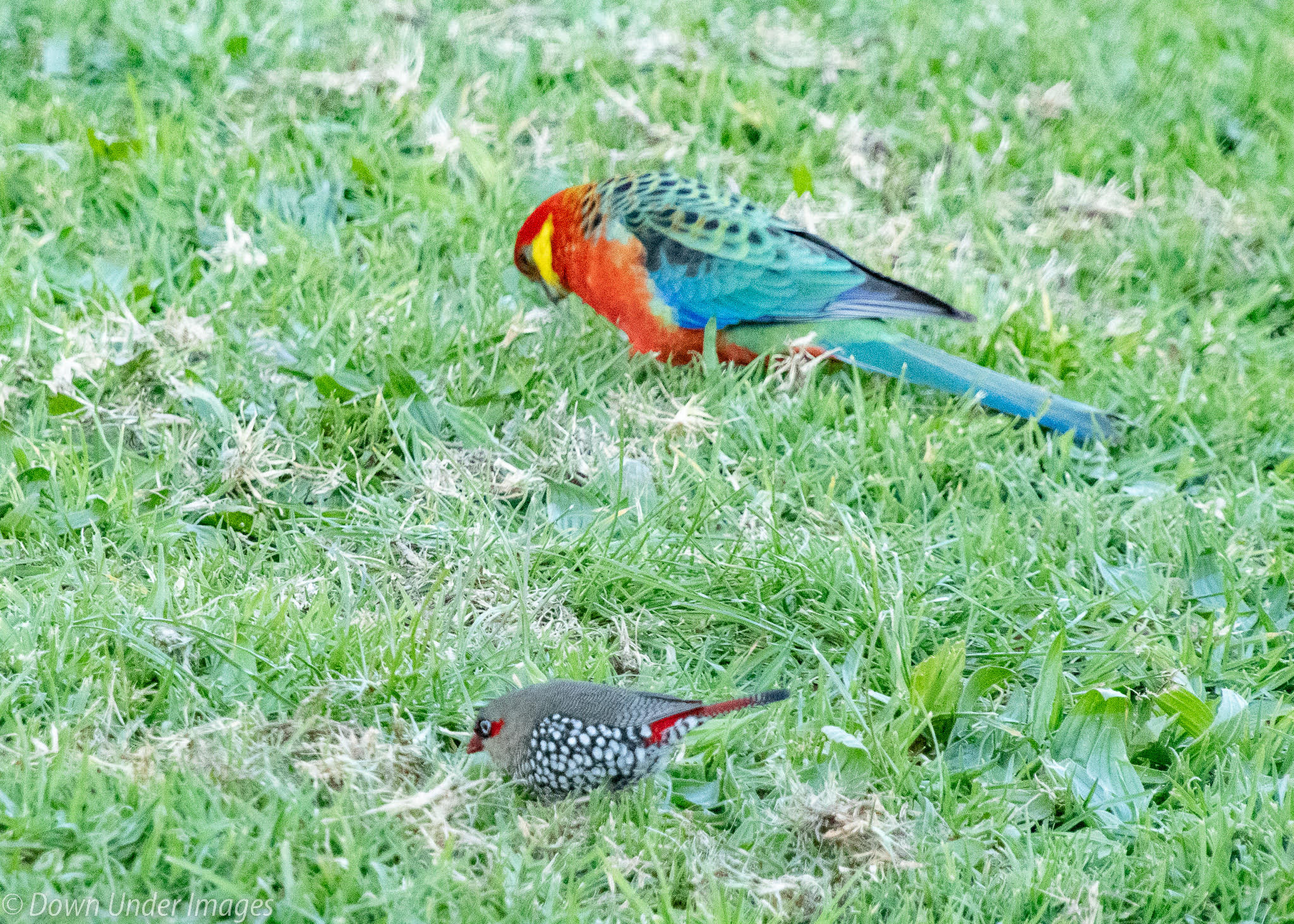 A pretty little finch at Yabberup, Western Australia / myLot