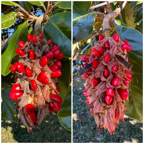 Magnolia Tree Seed Pods With A Bonus / myLot
