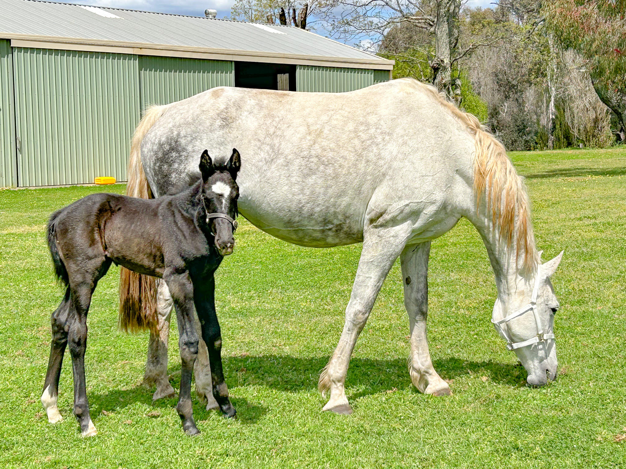 A cute foal in Yabberup, Western Australia / myLot