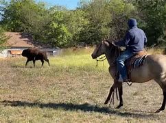 Cowboys capture a loose bison in Texas / myLot