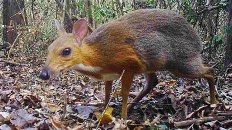 Tiny Chevrotains / myLot