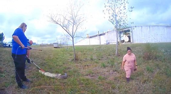 Police remove an alligator that was inside of a business grounds. / myLot