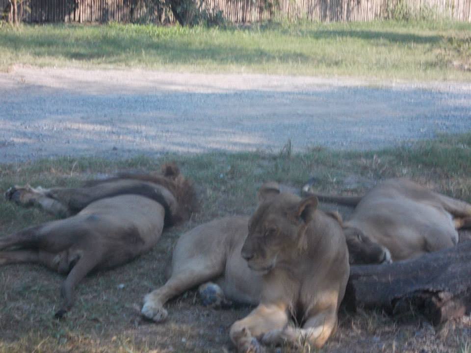 The lion and lioness in Safariworld Thailand are engaged in sunbathing. / myLot