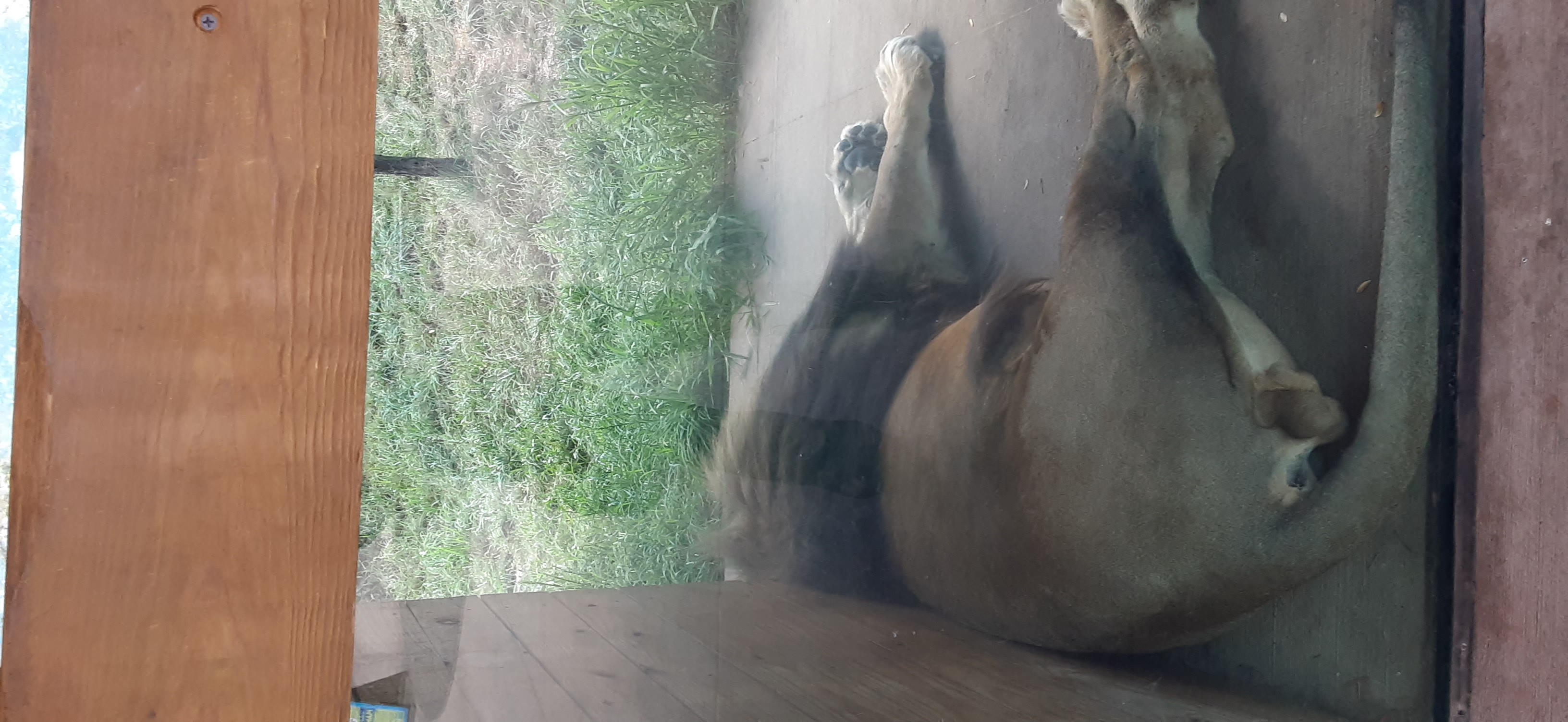 Zoo photo #7: This African Lion Naps in Daytime / myLot