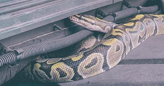 Florida firefighters remove a snake from an engine compartment inside ...