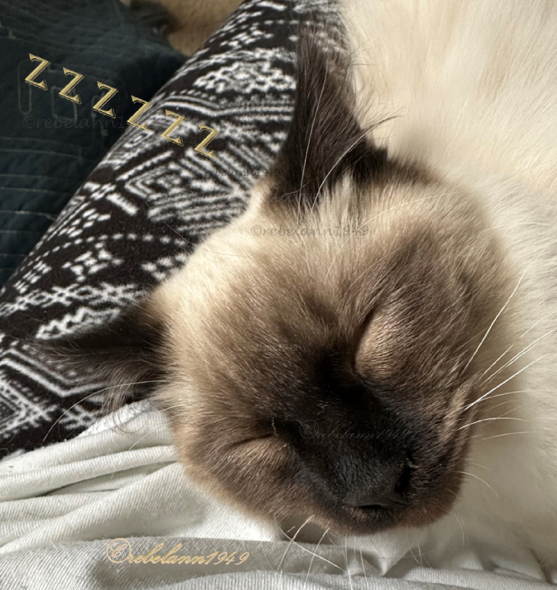 Can pets become hams?? / myLot