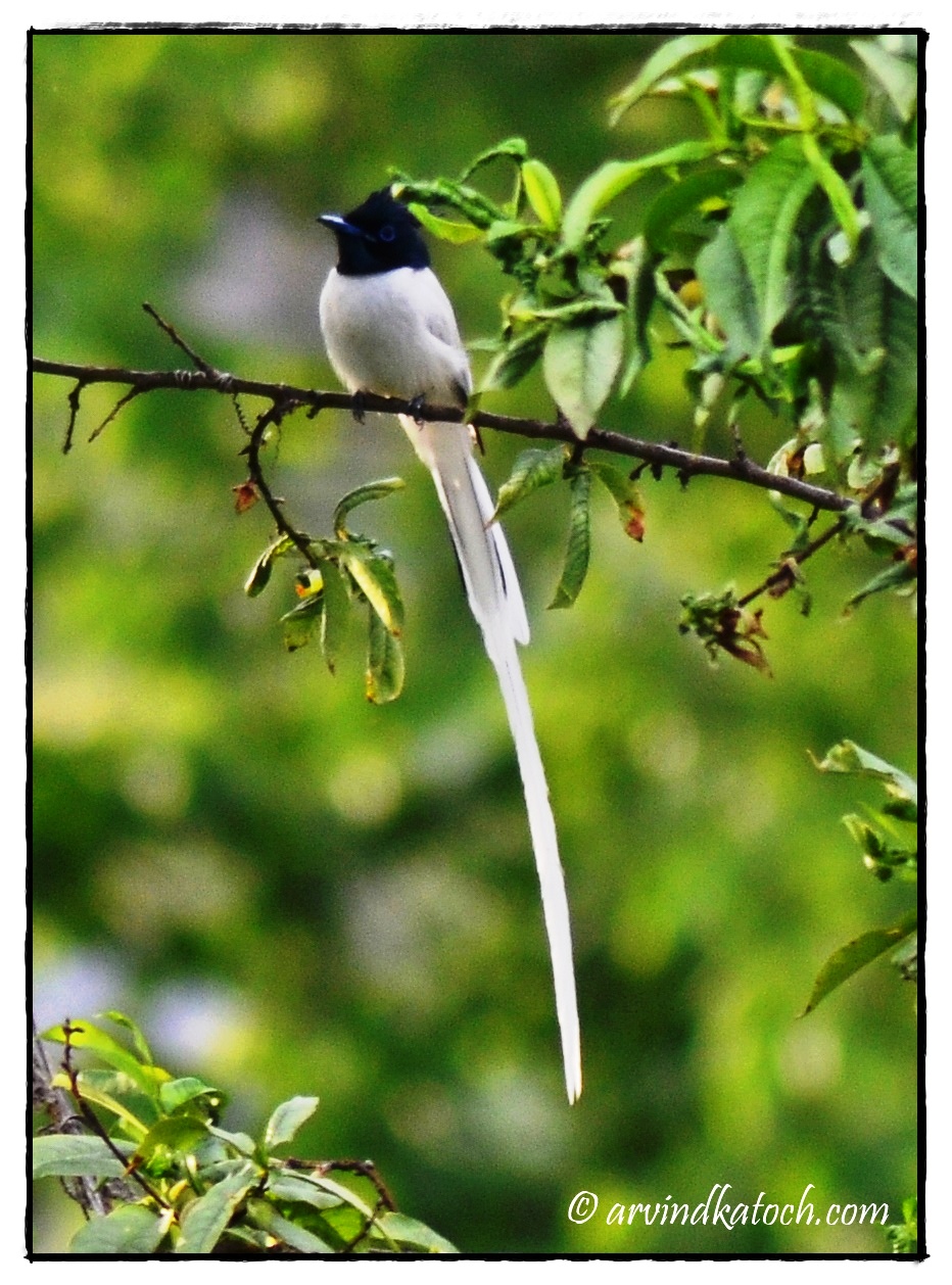 A new entry in our garden / myLot