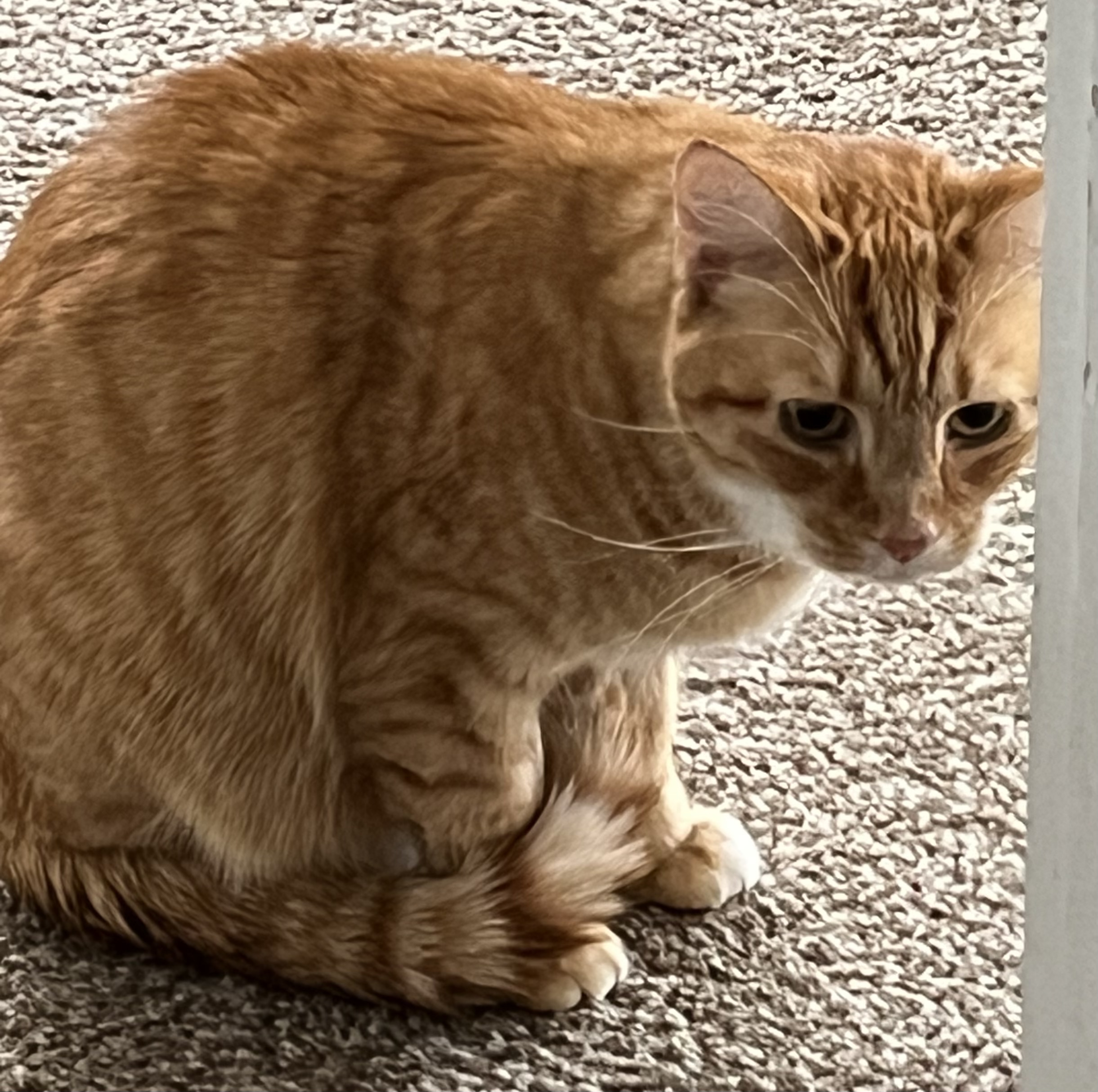 Good evening myLot / myLot