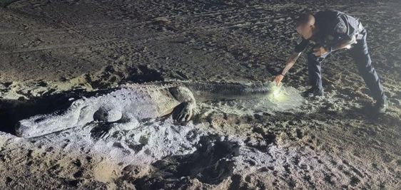 Police in Florida attempt to wrangle an alligator only to find out they ...