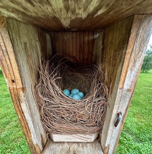 Sharing FIVE Bluebird Eggs / myLot