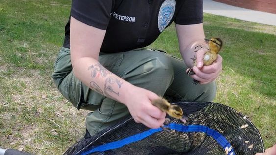 Police officers rescue ducklings from a storm drain / myLot