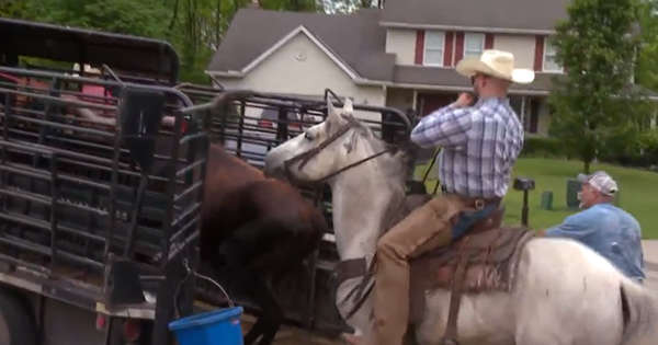 Three longhorns rounded up by cowboys assisting police in Ohio / myLot