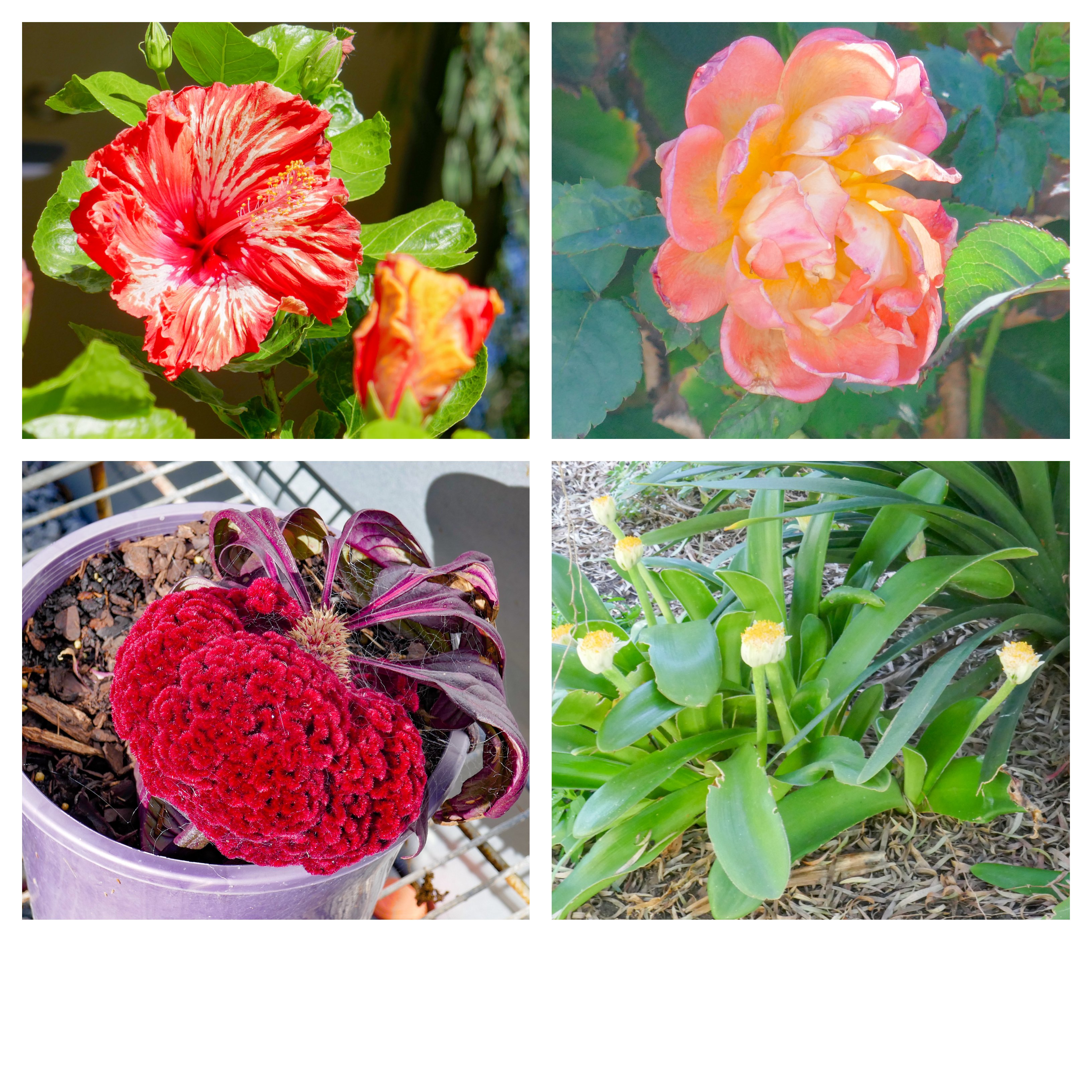 Can you help me name the flower in the lower right photo? / myLot