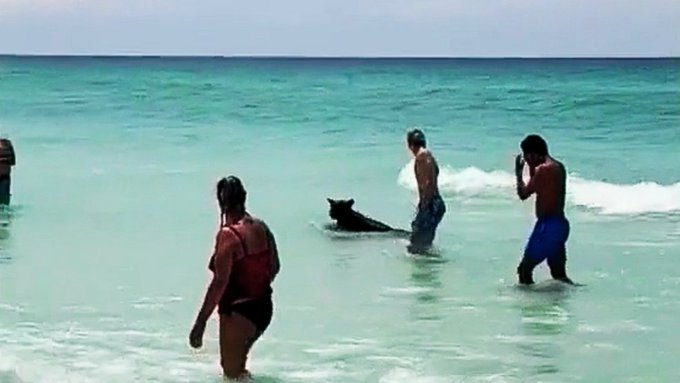 A bear makes an appearance at a beach in Florida / myLot