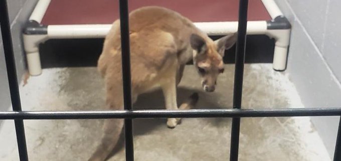 Police and animal control officers rescue a kangaroo / myLot