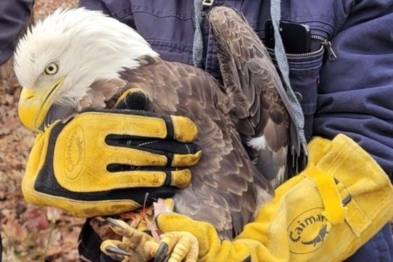U S Park Ranger rescue an injured eagle along a highway / myLot