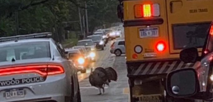 A turkey in Michigan that has gained a huge following on social media ...