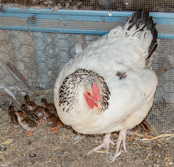 Guinea fowl chickens are designed to blend into their surroundings / myLot