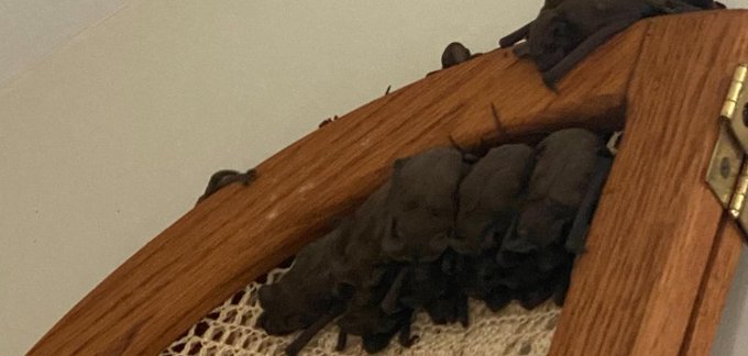 Colony of bats chase out residents inside of a house in Georgia / myLot