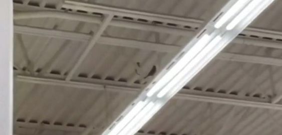 Birds enter a Wal Mart store in Canada / myLot