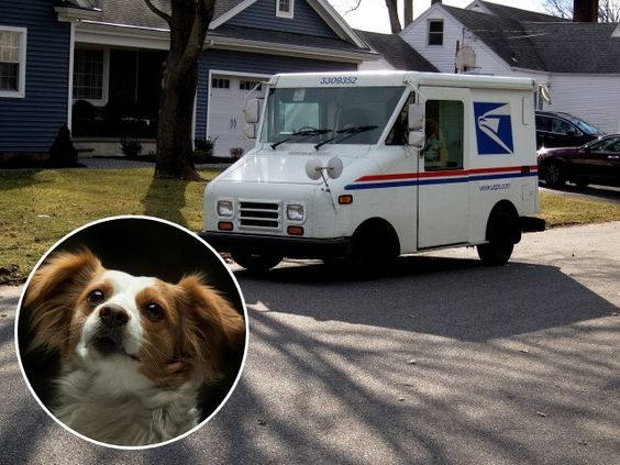 A United States Post Office mail carrier is friends with a small dog ...
