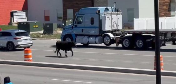 Police in Utah chase a cow running in the streets / myLot