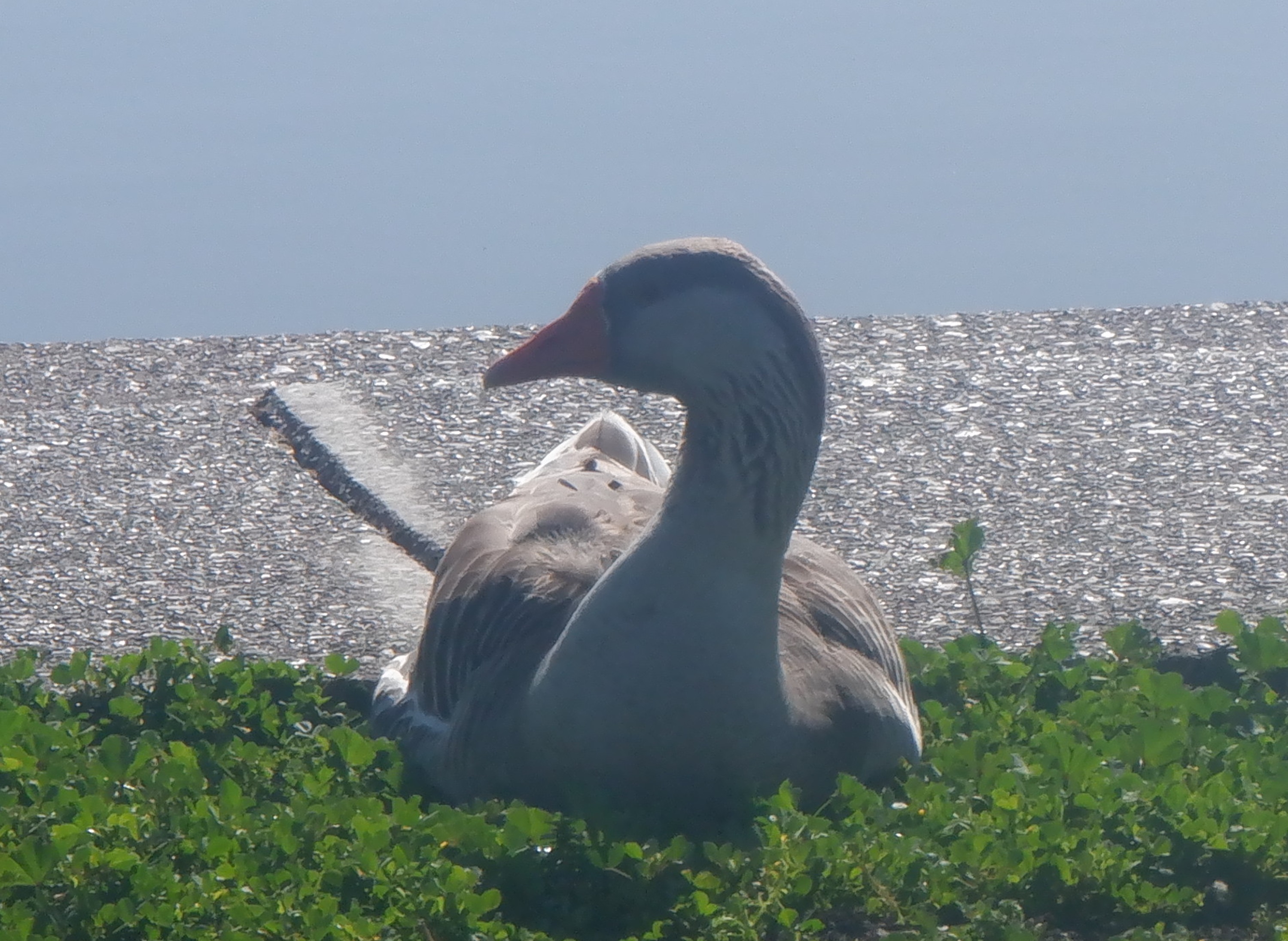 Hello again, myLot! / myLot