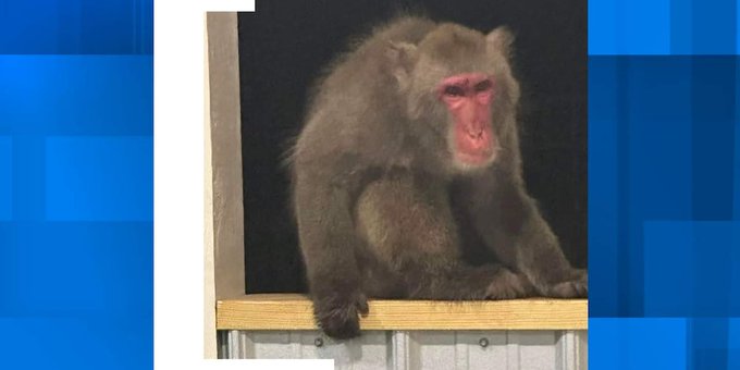 A tragic story about a loose monkey in South Carolina / myLot