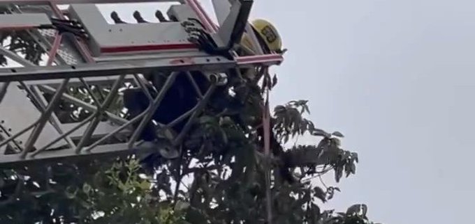 Firefighters rescue a crow stuck on sewing thread in California / myLot