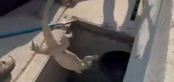 Reptile experts rescue a large lizard from a freeway in Arizona / myLot